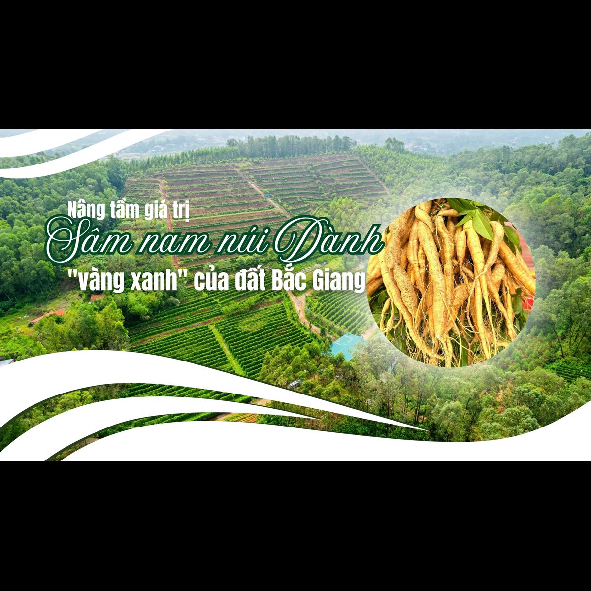 Nâng tầm giá trị sâm nam núi Dành - "vàng xanh" của đất Bắc Giang
