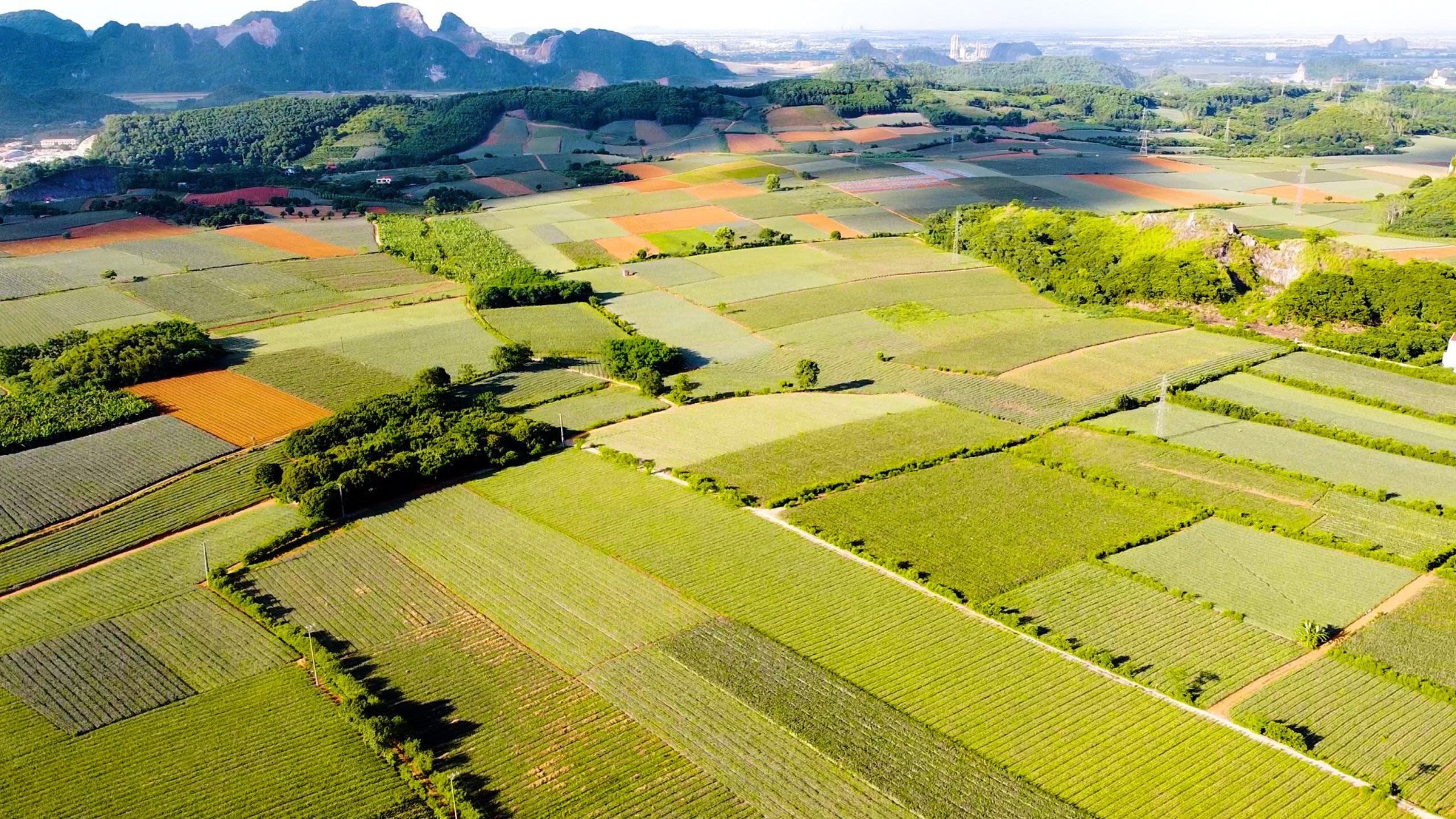Mênh mông đồng dứa, thênh thang cuộc đời